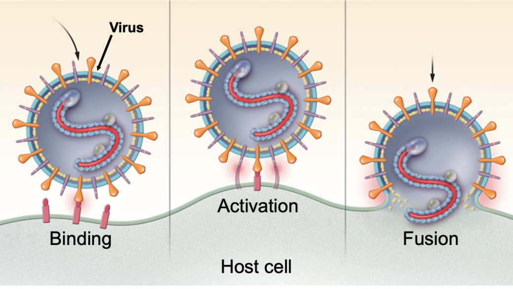 Moscona Lab | Department of Pediatrics